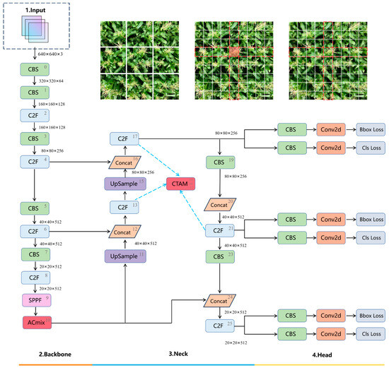 Multi-Altitude Corn Tassel Detection and Counting Based on UAV RGB Imagery and Deep Learning