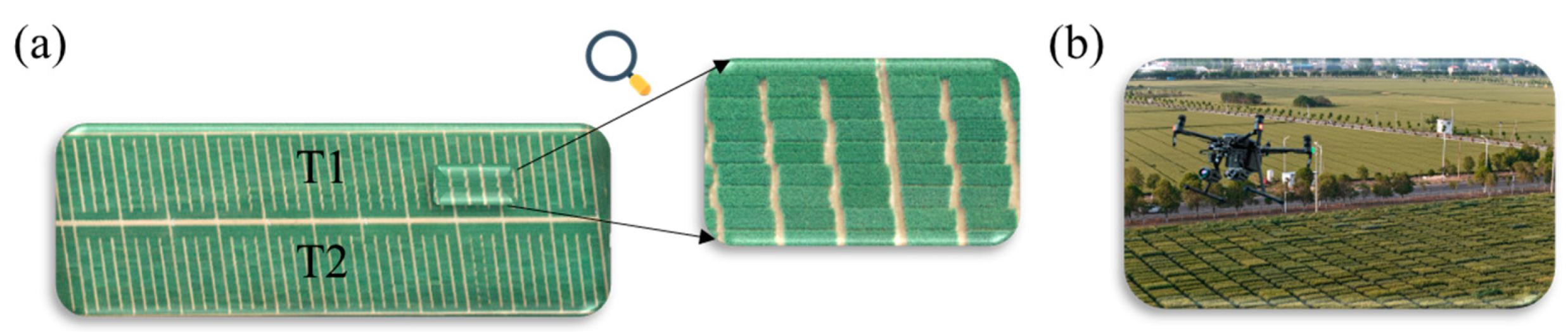 Drones | Free Full-Text | Wheat Yield Prediction Using Machine Learning Method Based on UAV ...