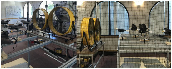 Studies on V-Formation and Echelon Flight Utilizing Flapping-Wing Drones