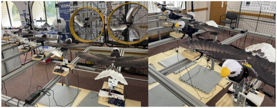 Studies on V-Formation and Echelon Flight Utilizing Flapping-Wing Drones