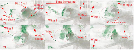Studies on V-Formation and Echelon Flight Utilizing Flapping-Wing Drones