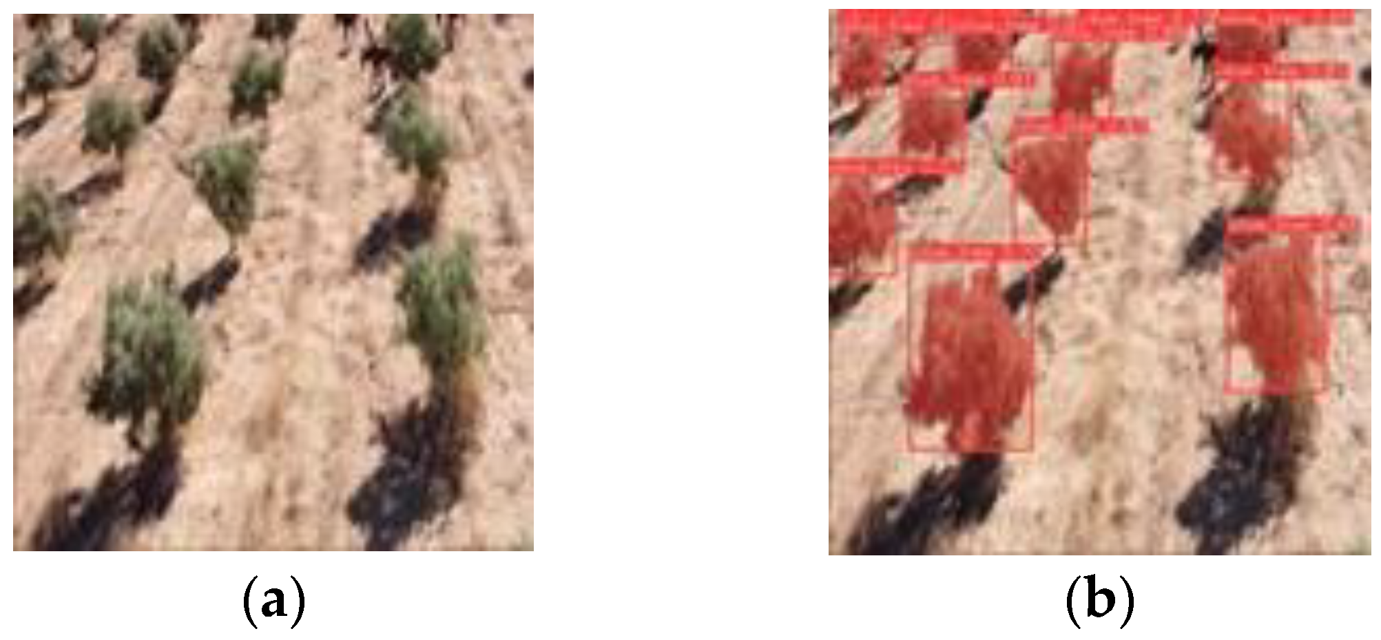 Drones | Free Full-Text | Olive Tree Segmentation from UAV Imagery