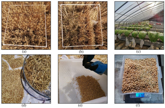 Grain Crop Yield Prediction Using Machine Learning Based on UAV Remote ...