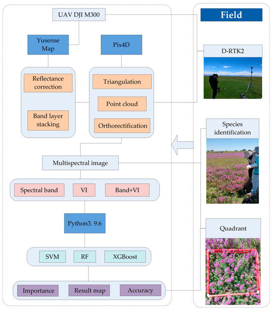 Mapping Invasive Species Pedicularis and Background Grassland Using UAV and Machine Learning ...