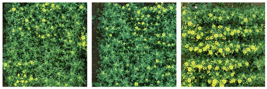 HawkEye Conv-Driven YOLOv10 with Advanced Feature Pyramid Networks for Small Object Detection in ...