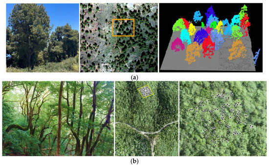 Performance Of Individual Tree Segmentation Algorithms In Forest Ecosystems Using Uav Lidar Data