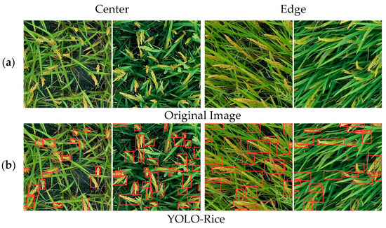 A Lightweight YOLO Model for Rice Panicle Detection in Fields Based on UAV Aerial Images