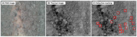 Enhancing Wildlife Detection Using Thermal Imaging Drones: Designing ...
