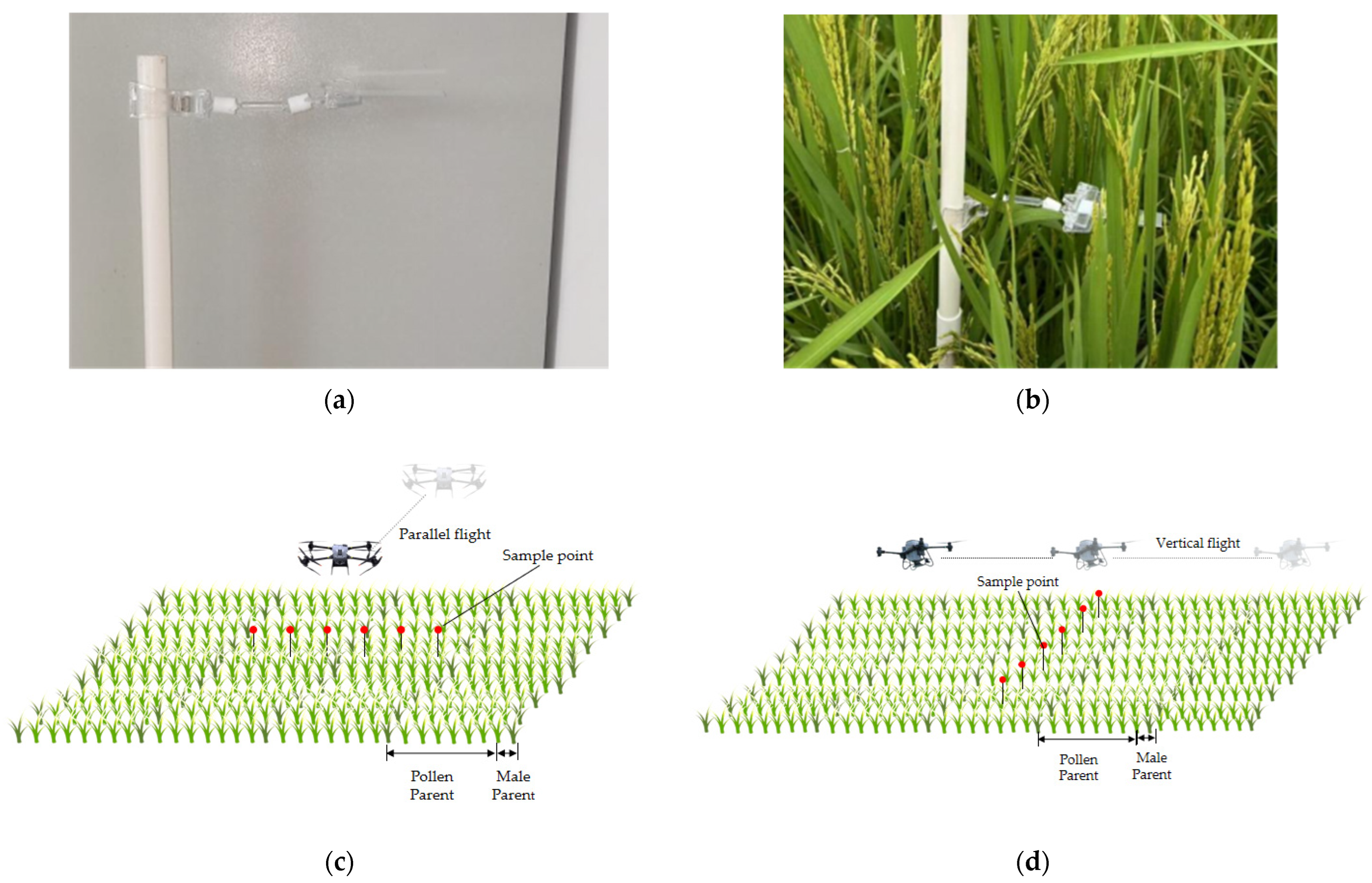 Experimental Study on UAV-Assisted Pollination in Hybrid Rice