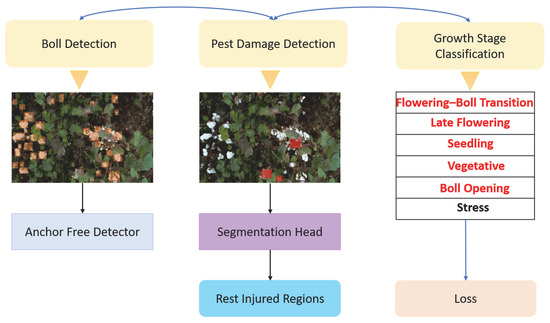 A Unified Transformer Model for Simultaneous Cotton Boll Detection, Pest Damage Segmentation ...