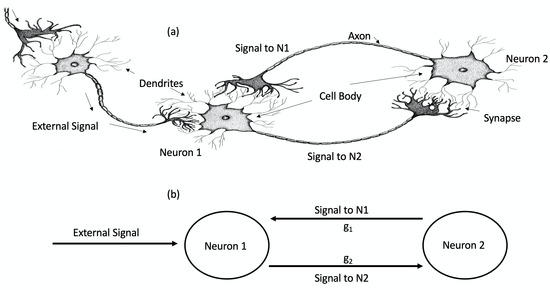Mutual Stabilization in Chaotic Hindmarsh–Rose Neurons