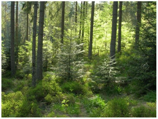 Earth | Free Full-Text | Is It Possible to Compromise Forest ...