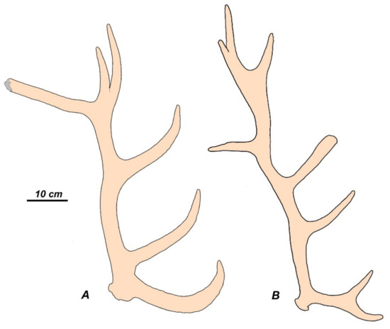 Paleobiogeography of Crown Deer