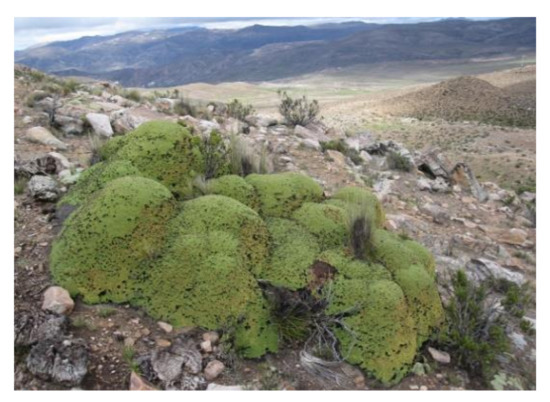 The Subnival Vegetation of Moquegua, South Peru: Chasmophytes ...