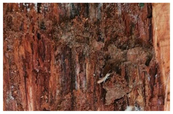 The Necrobiome of Deadwood: The Life after Death