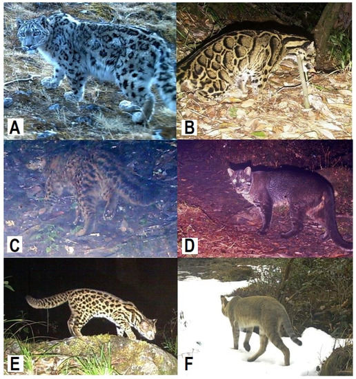 Wild Felid Diversity, Space Use and Activity Patterns in the Eastern ...