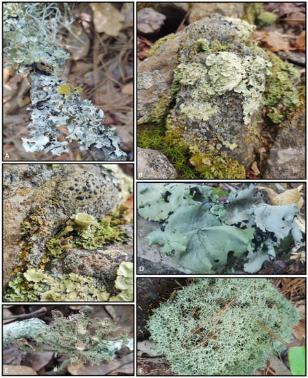 Ecologies | Free Full-Text | Culturable Diversity of Lichen-Associated ...