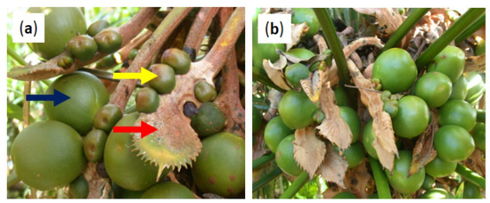 Cycas micronesica Megastrobilus Traits Respond to Chronic Herbivory by ...