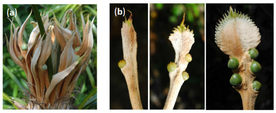 Cycas micronesica Megastrobilus Traits Respond to Chronic Herbivory by ...