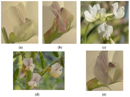 Ecologies | Free Full-Text | The Relation between Flower Traits of ...