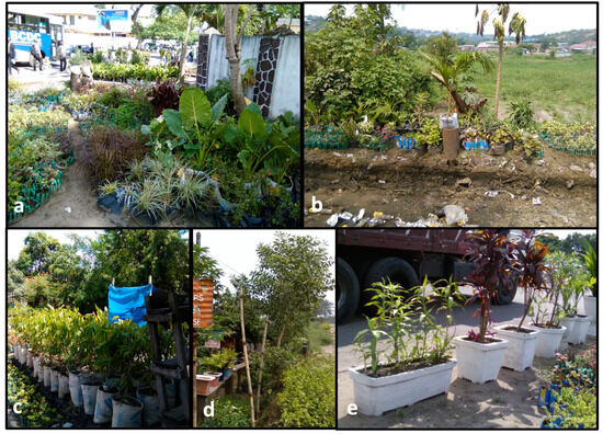 Practice and Biodiversity of Informal Ornamental Horticulture in ...