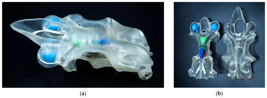 Learning Dogfish Shark Anatomy Using 3D-Printed Models: A Feasibility Study