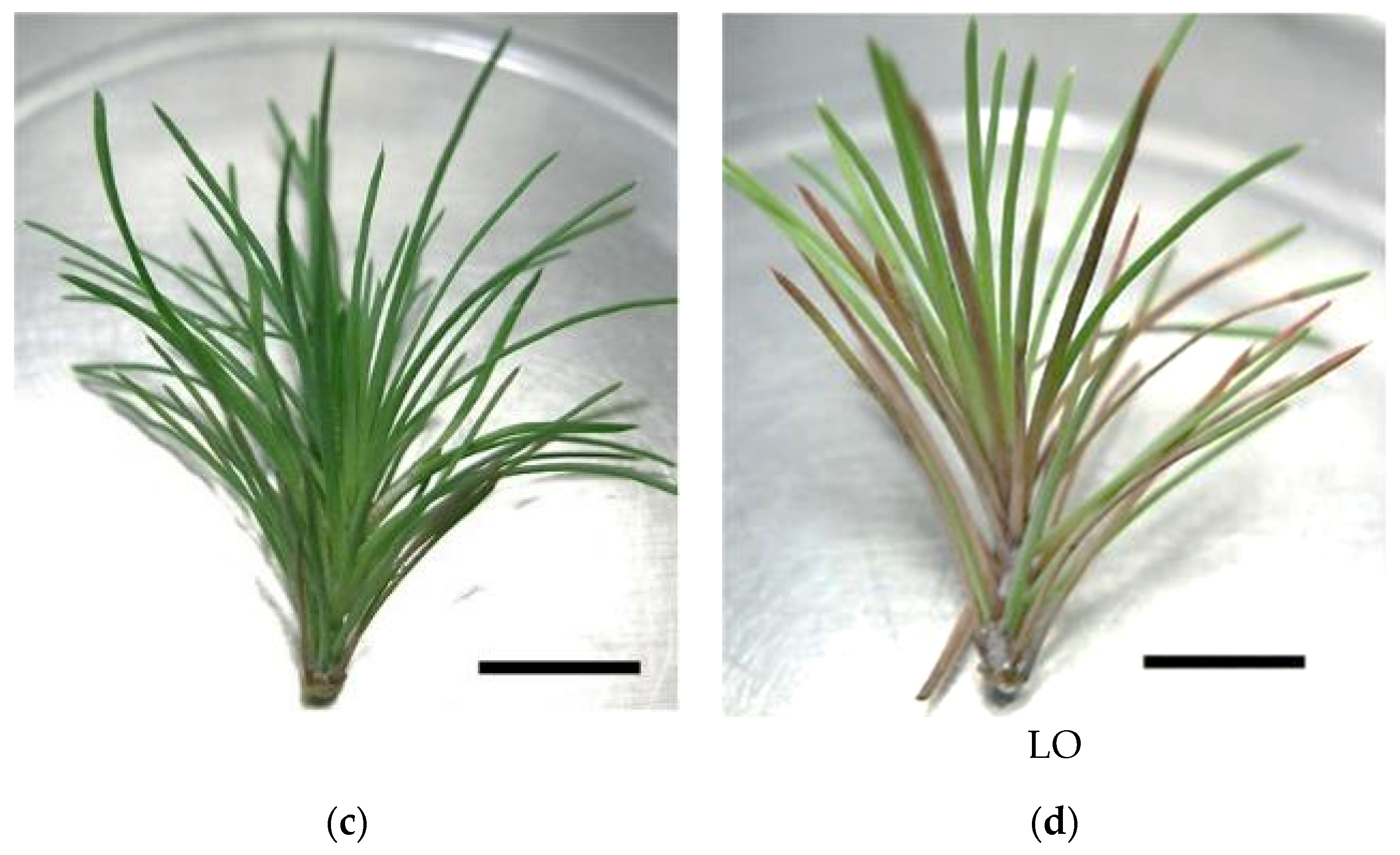 Changes in Photosynthetic Pigment Concentrations Induced by Pinewood ...