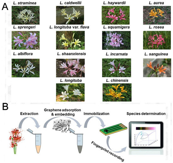 Heterotrophic Plants With Their Names