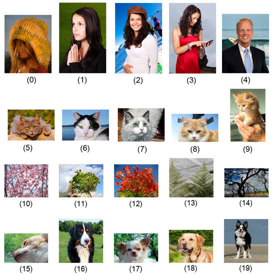 Electronics | Free Full-Text | Interactive Trimap Generation for ...