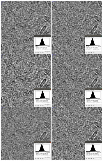 FlexAlign: An Accurate and Fast Algorithm for Movie Alignment in Cryo-Electron Microscopy