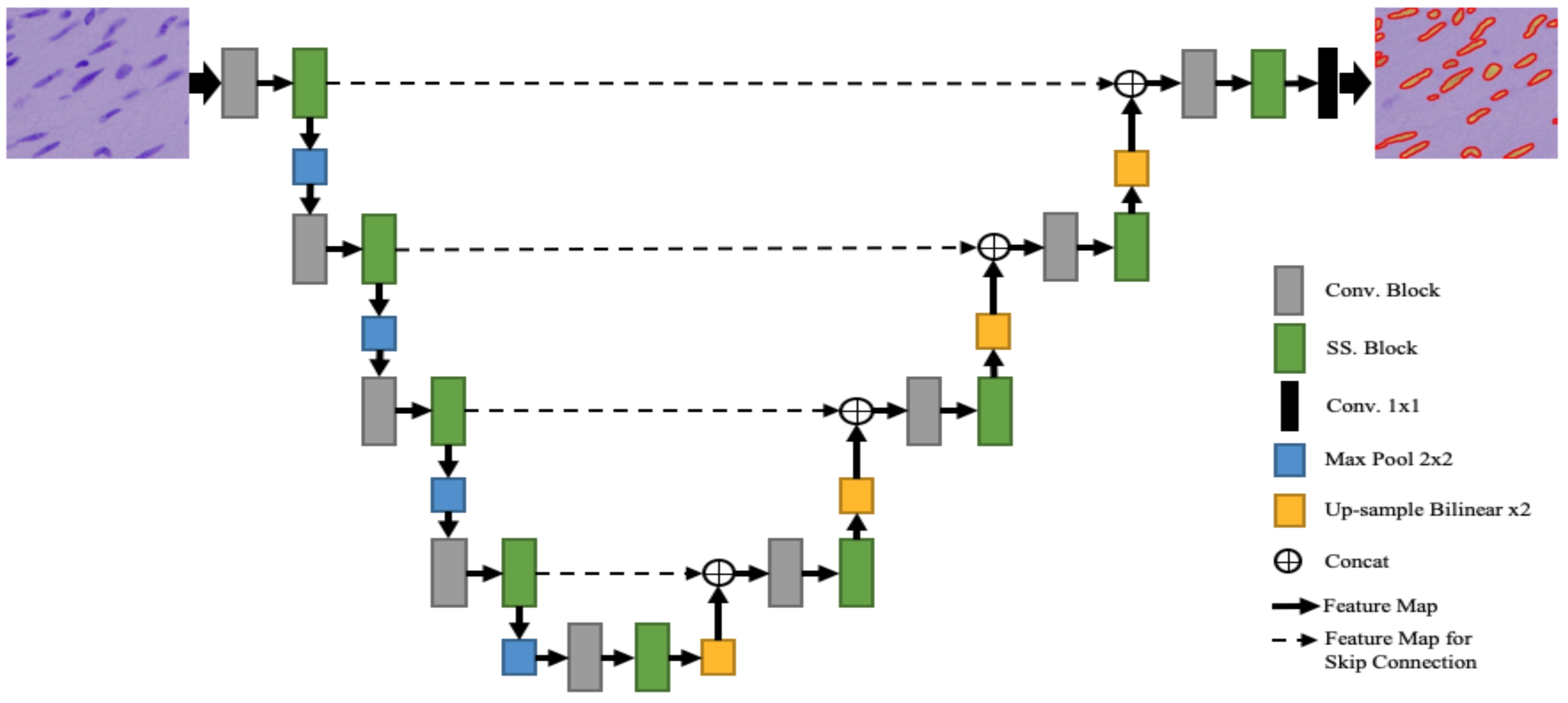 A Self-Spatial Adaptive Weighting Based U-Net for Image Segmentation
