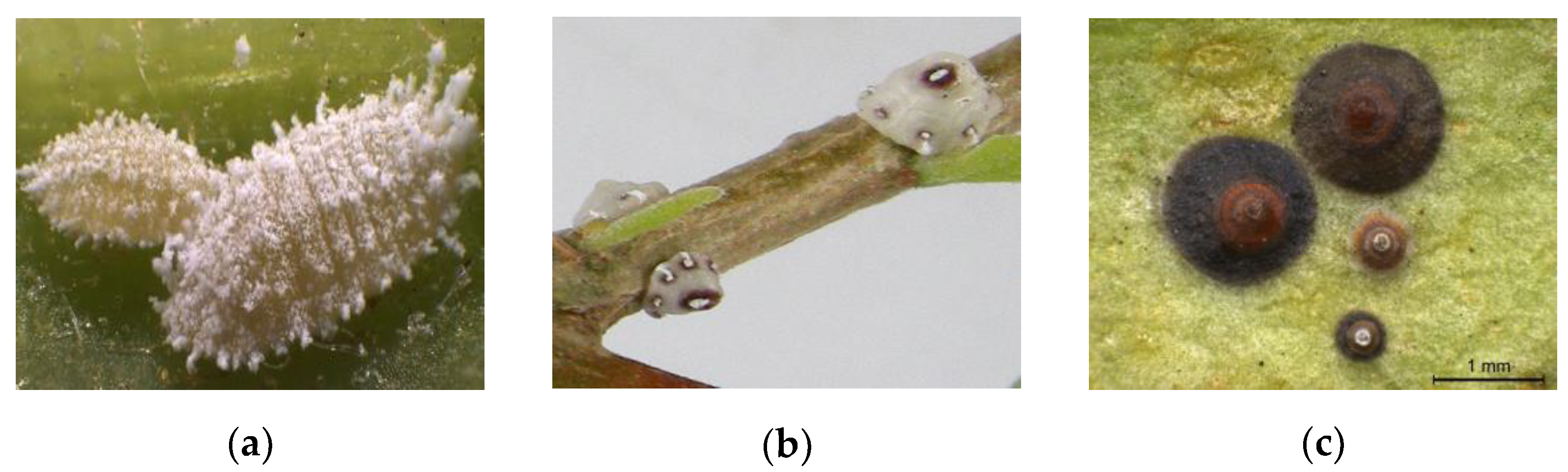 A Smartphone-Based Application for Scale Pest Detection Using Multiple-Object Detection Methods