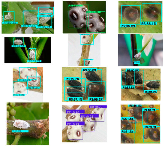 A Smartphone-Based Application for Scale Pest Detection Using Multiple-Object Detection Methods