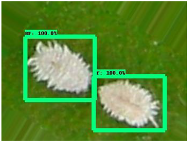 A Smartphone-Based Application for Scale Pest Detection Using Multiple-Object Detection Methods