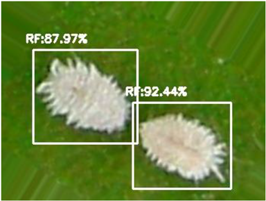 A Smartphone-Based Application for Scale Pest Detection Using Multiple ...