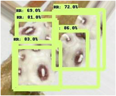 A Smartphone-Based Application for Scale Pest Detection Using Multiple-Object Detection Methods