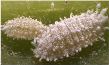 A Smartphone-Based Application for Scale Pest Detection Using Multiple-Object Detection Methods