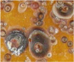 A Smartphone-Based Application for Scale Pest Detection Using Multiple-Object Detection Methods