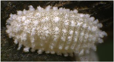 A Smartphone-Based Application for Scale Pest Detection Using Multiple ...