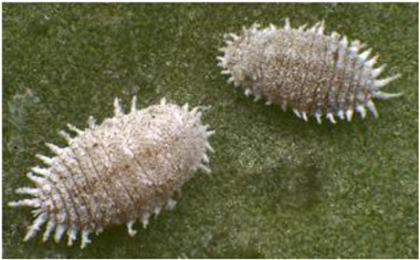 A Smartphone-Based Application for Scale Pest Detection Using Multiple-Object Detection Methods