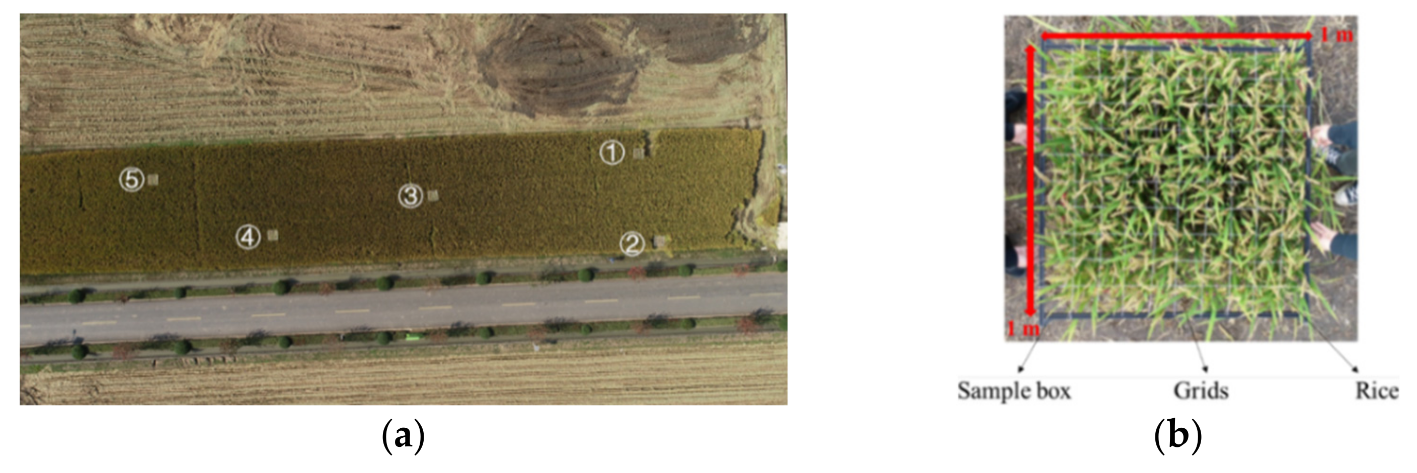 Electronics | Free Full-Text | Double-Threshold Segmentation of Panicle ...