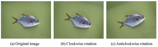 Intelligent Measurement of Morphological Characteristics of Fish Using ...
