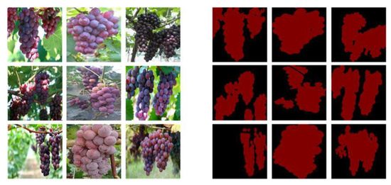 Electronics | Free Full-Text | Segmentation of Overlapping Grape Clusters Based on the Depth ...