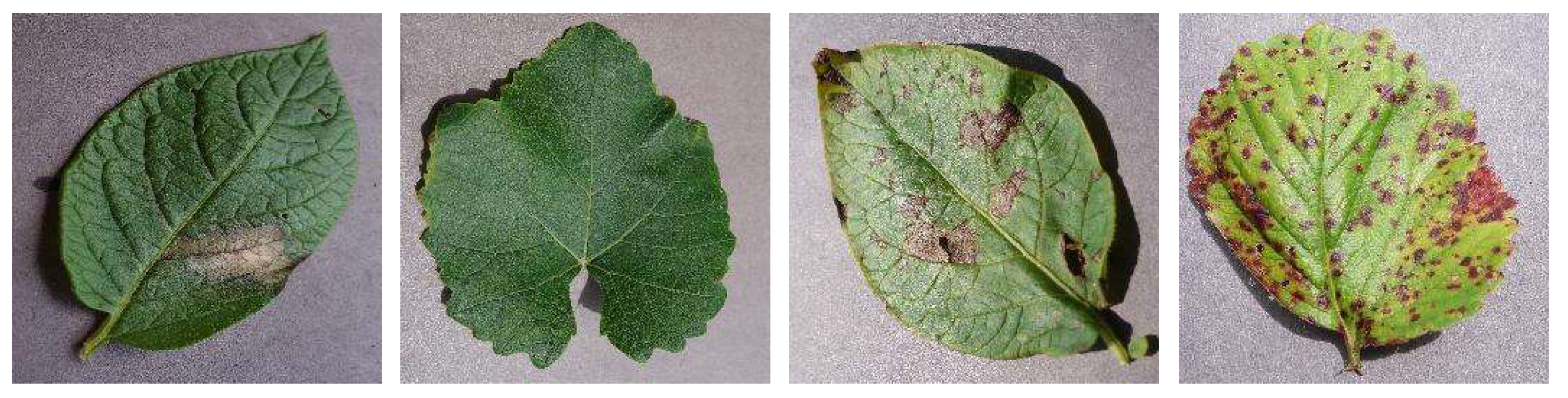 A Five Convolutional Layer Deep Convolutional Neural Network for Plant ...