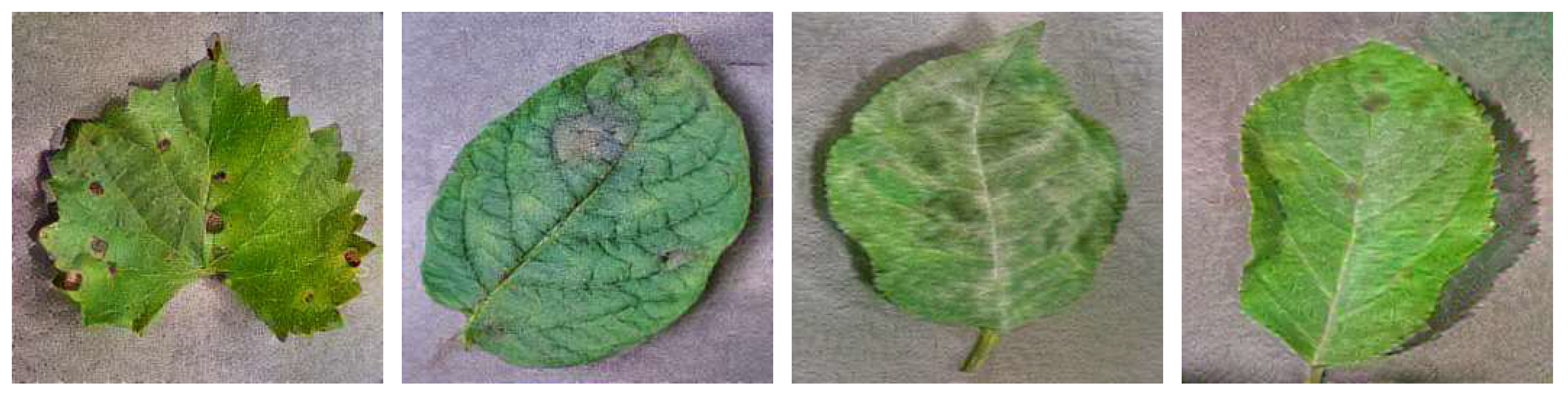 A Five Convolutional Layer Deep Convolutional Neural Network for Plant ...