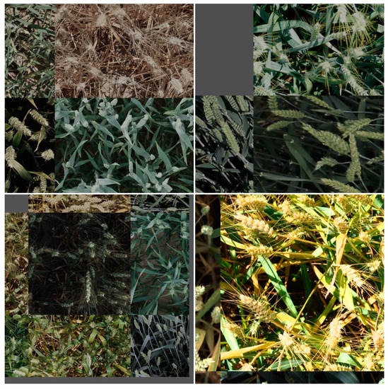 Improved YOLO v5 Wheat Ear Detection Algorithm Based on Attention Mechanism