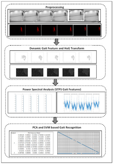 Utilizing Spatio Temporal Gait Pattern and Quadratic SVM for Gait Recognition