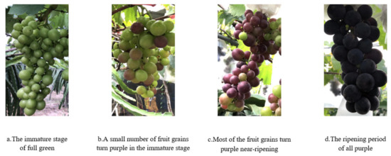 Electronics | Free Full-Text | Grape Maturity Detection and Visual Pre-Positioning Based on ...