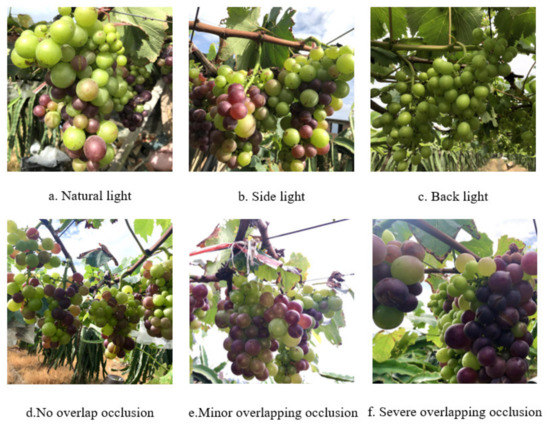 Electronics | Free Full-Text | Grape Maturity Detection and Visual Pre-Positioning Based on ...