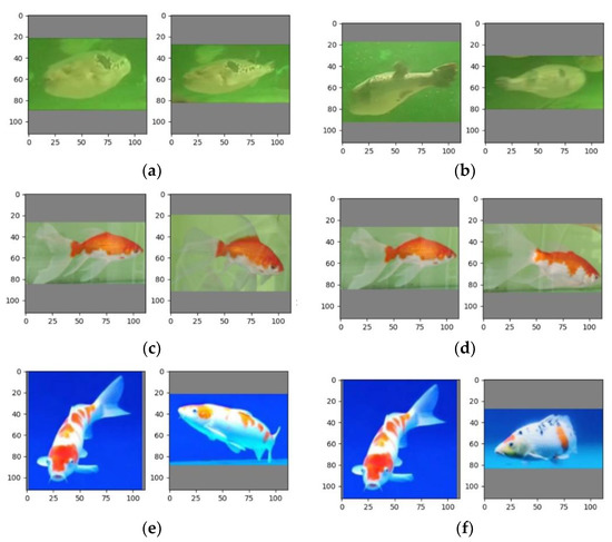 FIRN: A Novel Fish Individual Recognition Method with Accurate ...
